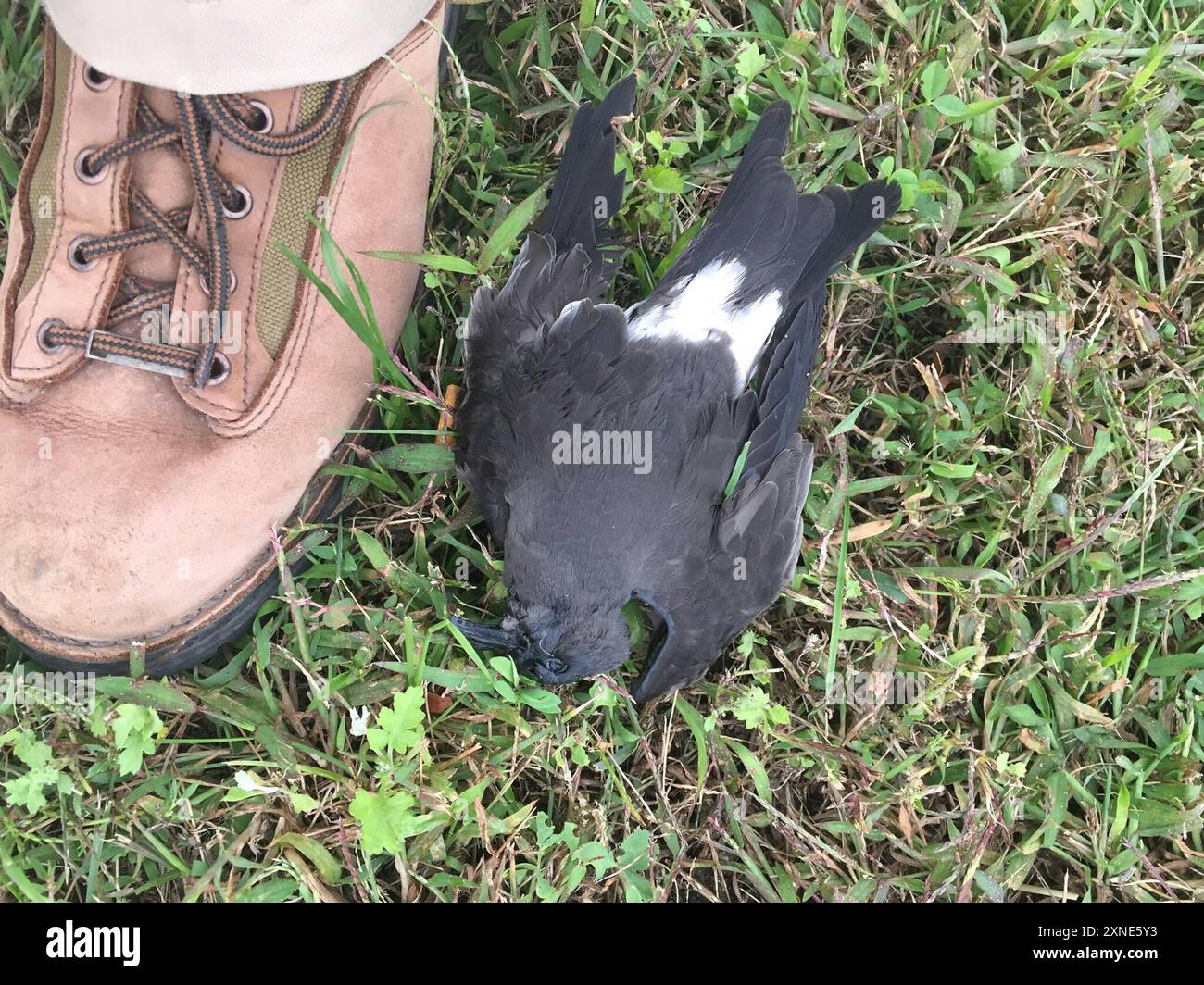 Leach's Storm-Petrel (Hydrobates leucorhous) Aves Stock Photo - Alamy