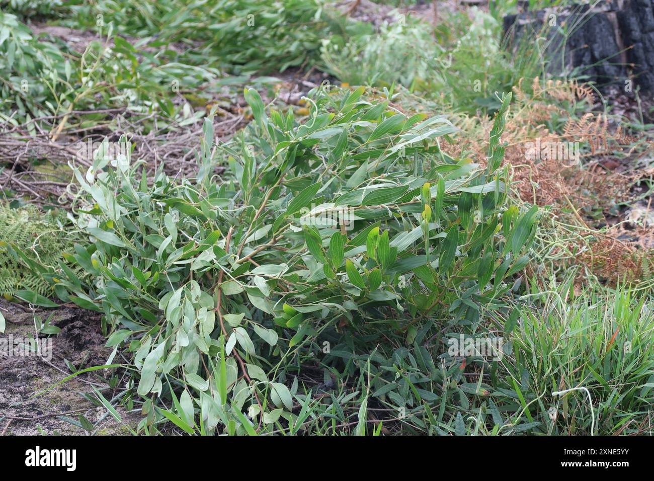 western coastal wattle (Acacia cyclops) Plantae Stock Photo - Alamy