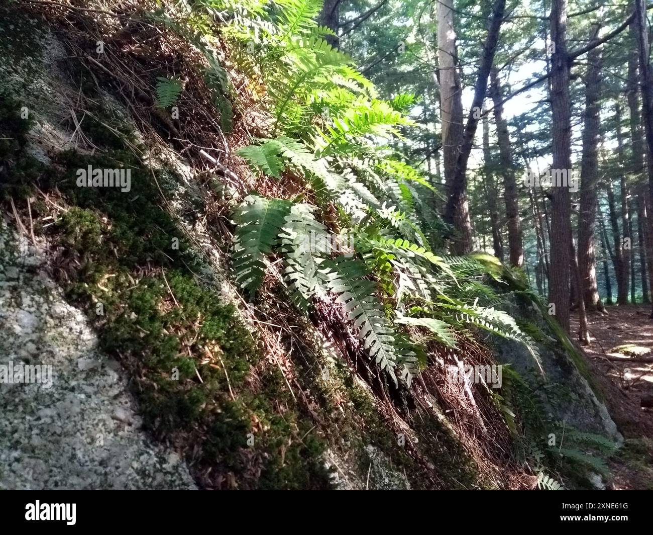 rock polypody (Polypodium virginianum) Plantae Stock Photo - Alamy