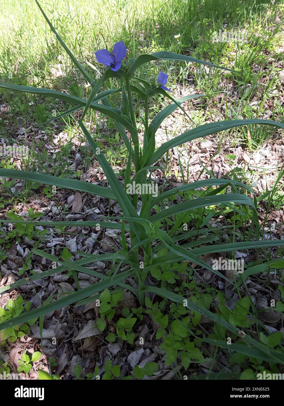 Ohio spiderwort (Tradescantia ohiensis) Plantae Stock Photo - Alamy