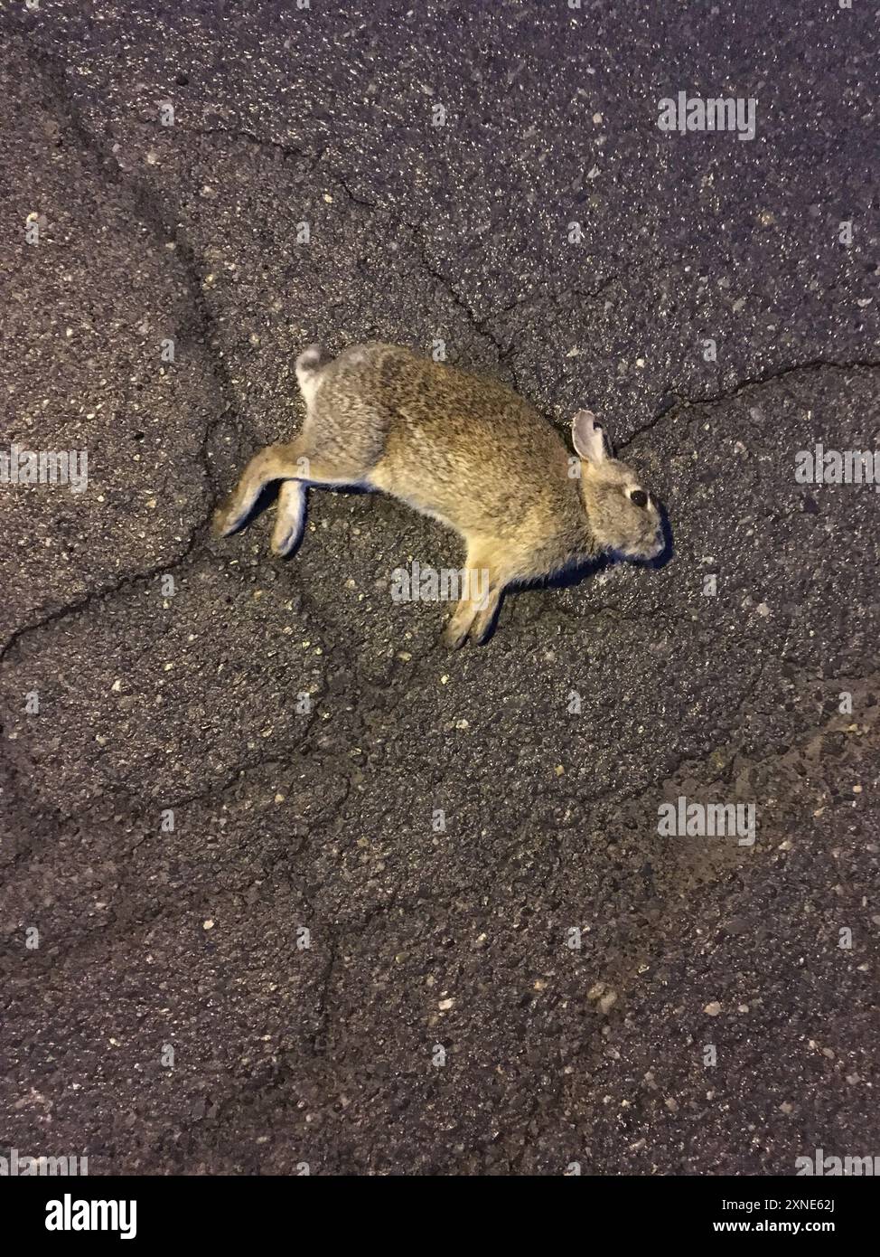 Eastern Cottontail (Sylvilagus floridanus) Mammalia Stock Photo - Alamy