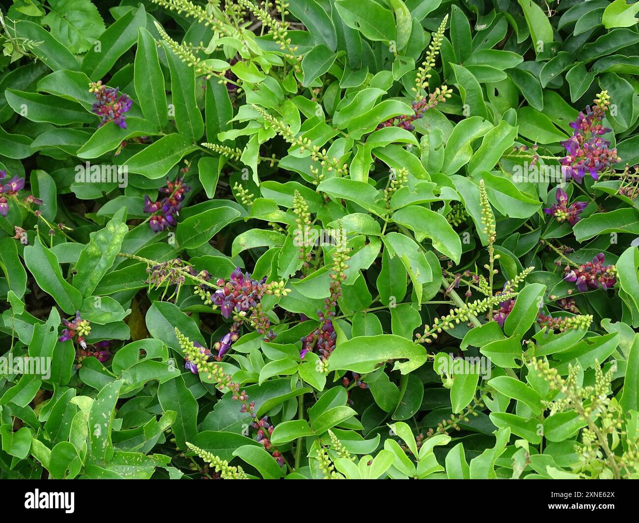 Evergreen Wisteria (Wisteriopsis reticulata) Plantae Stock Photo - Alamy