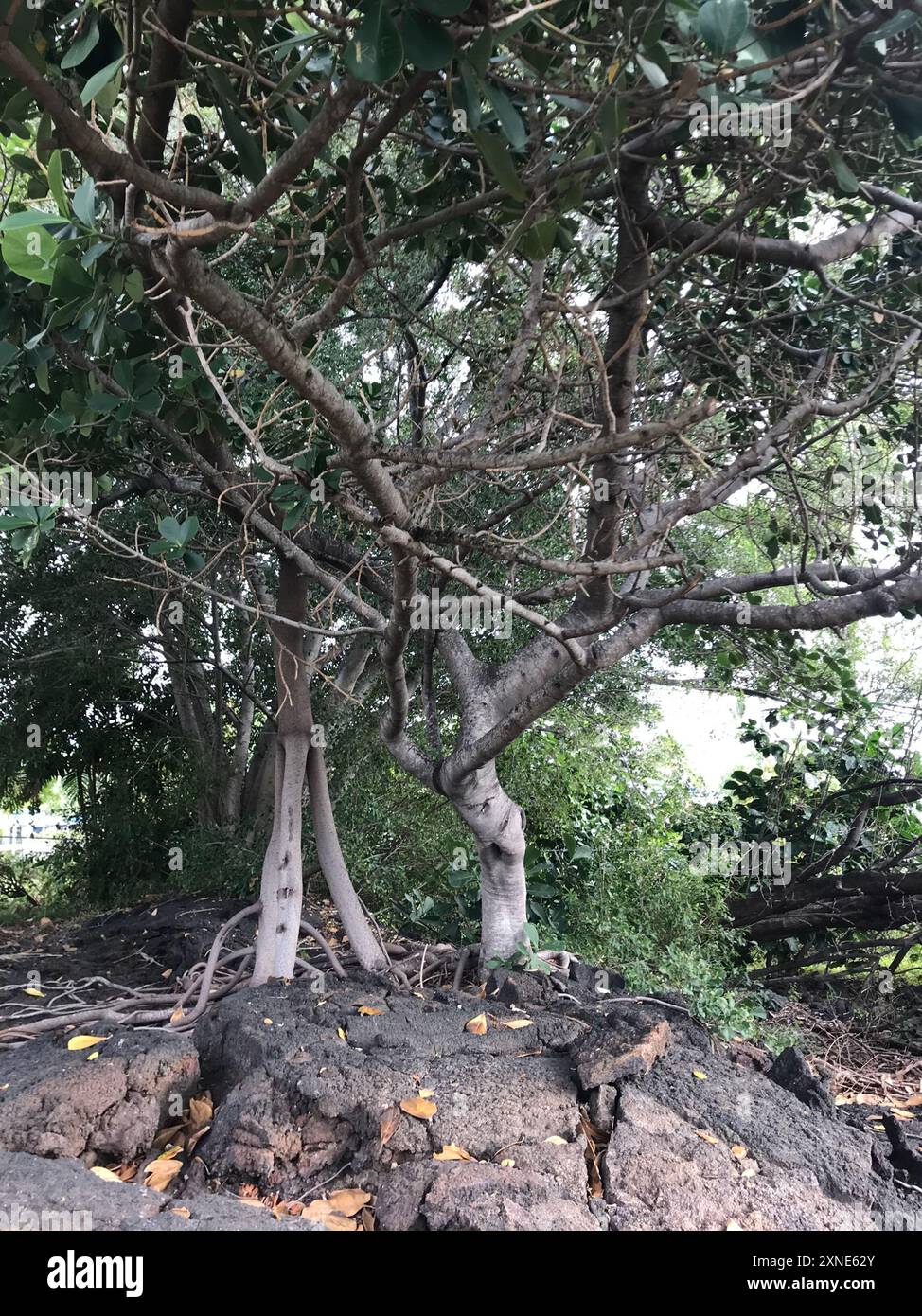 autograph tree (Clusia rosea) Plantae Stock Photo - Alamy