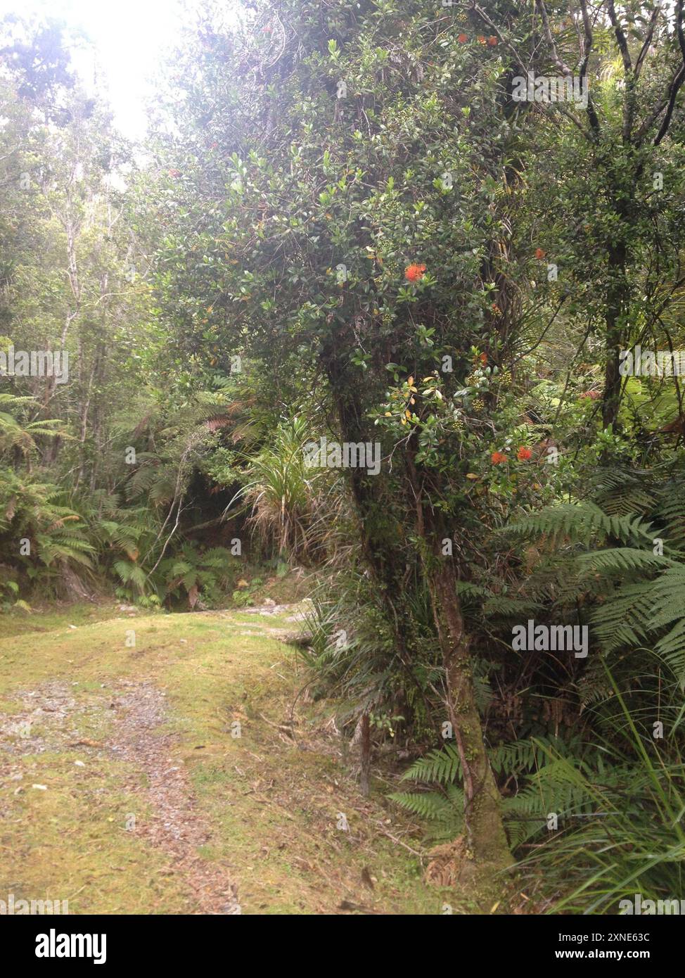 Scarlet rātā vine (Metrosideros fulgens) Plantae Stock Photo - Alamy