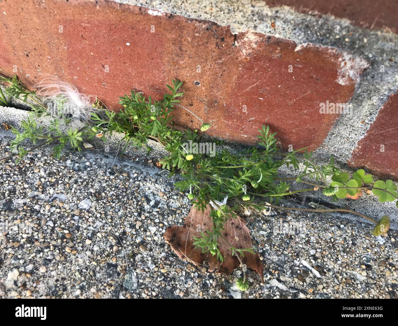 Common Cotula (Cotula australis) Plantae Stock Photo - Alamy