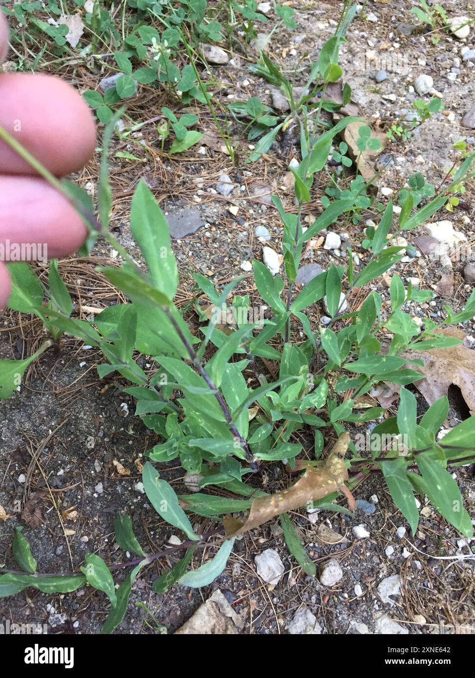 bladder campion (Silene vulgaris) Plantae Stock Photo - Alamy