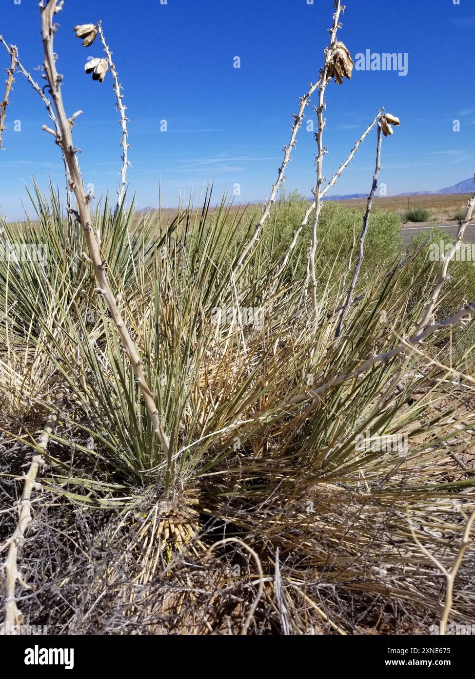 Narrowleaf Yucca (Yucca angustissima) Plantae Stock Photo - Alamy