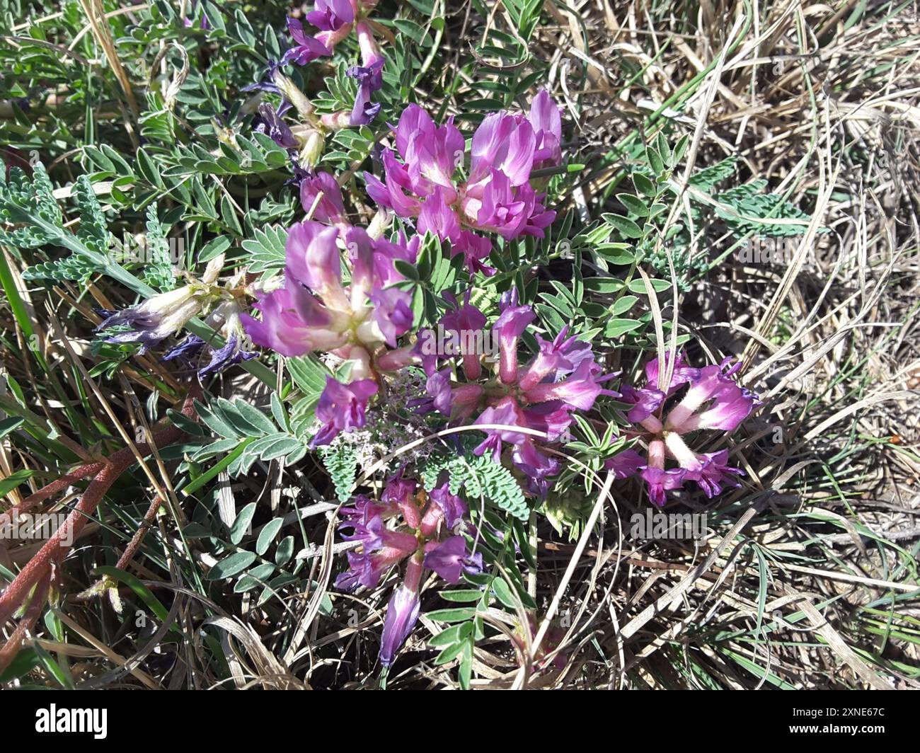 Ground-plum (Astragalus crassicarpus) Plantae Stock Photo - Alamy