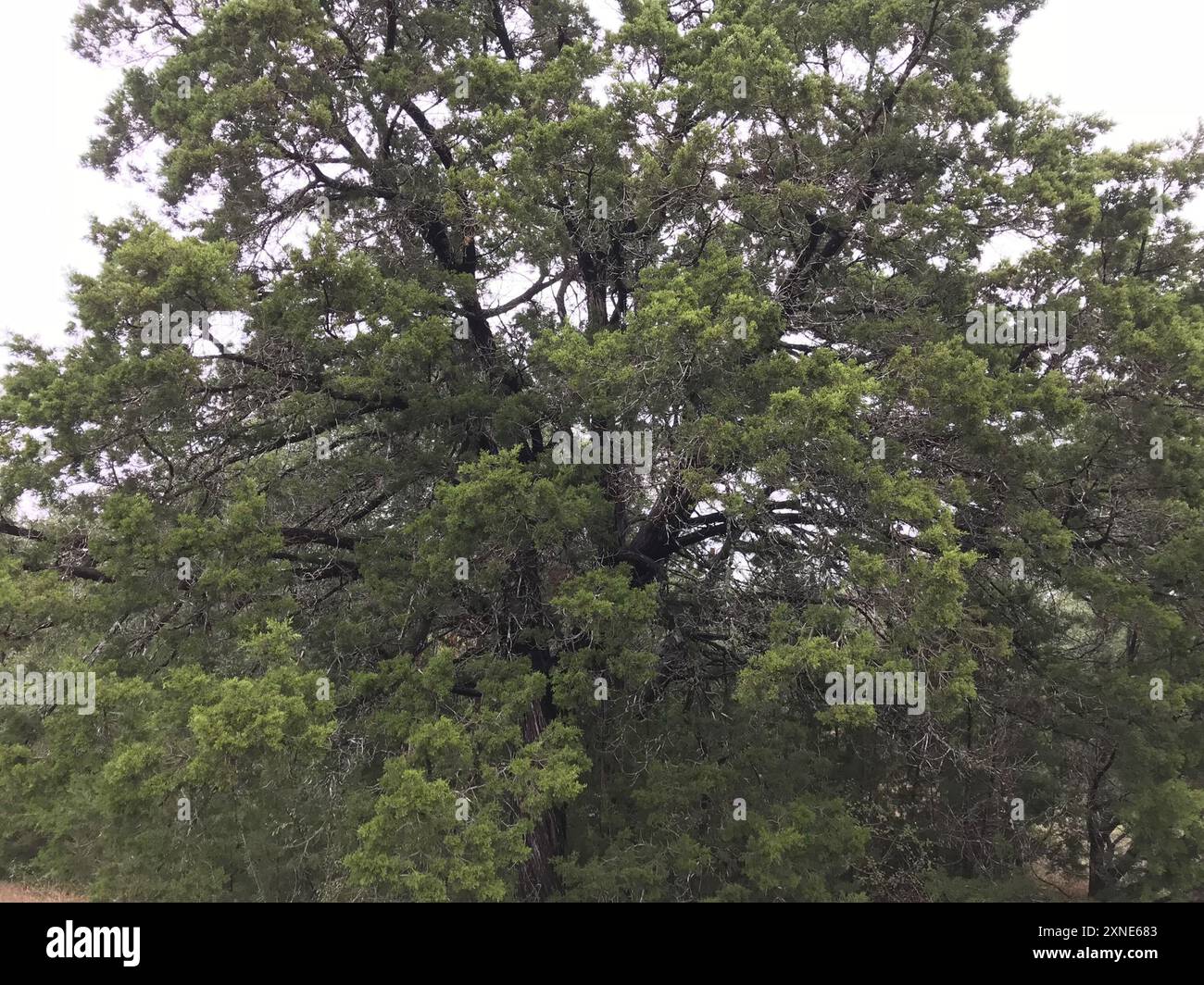 Ashe juniper (Juniperus ashei) Plantae Stock Photo - Alamy