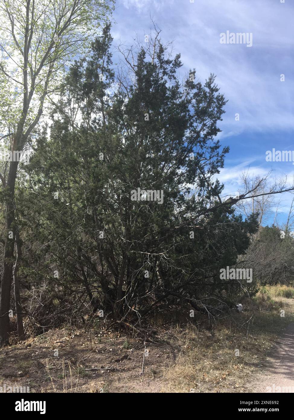redberry juniper (Juniperus arizonica) Plantae Stock Photo - Alamy