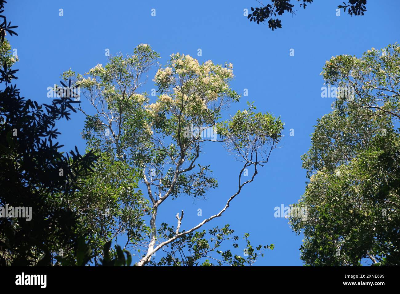 Olea capensis hi-res stock photography and images - Alamy
