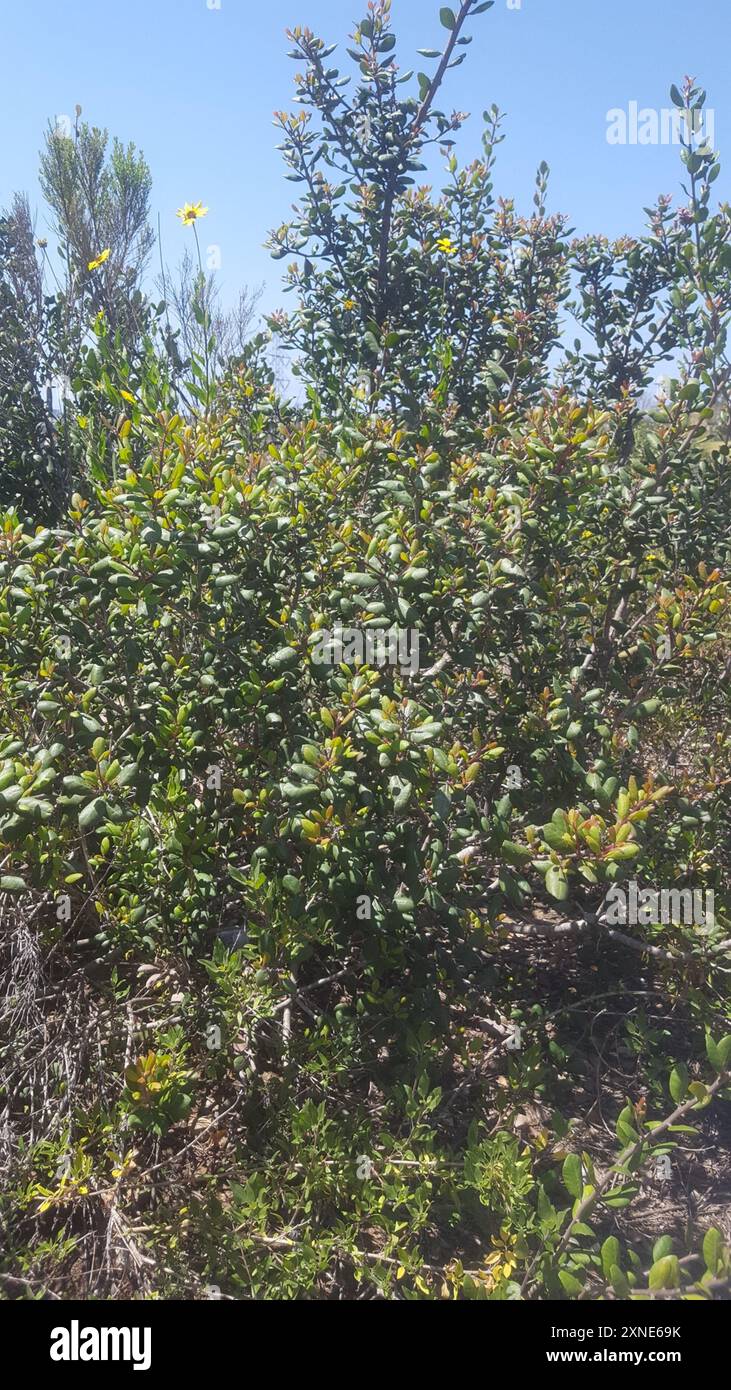 lemonade berry (Rhus integrifolia) Plantae Stock Photo - Alamy