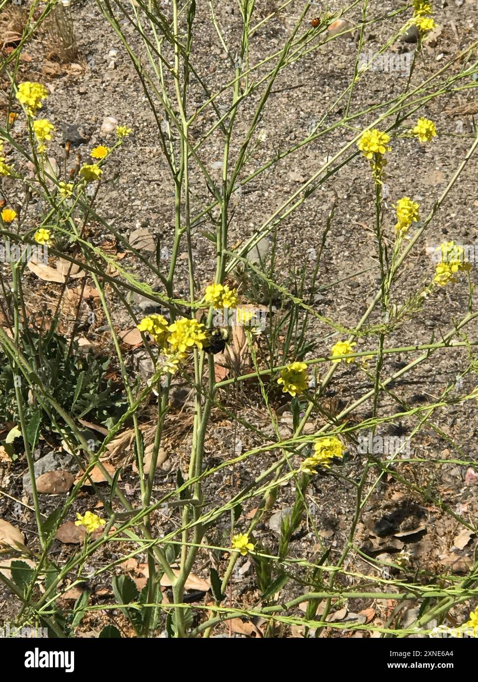 Shortpod Mustard (Hirschfeldia incana) Plantae Stock Photo - Alamy
