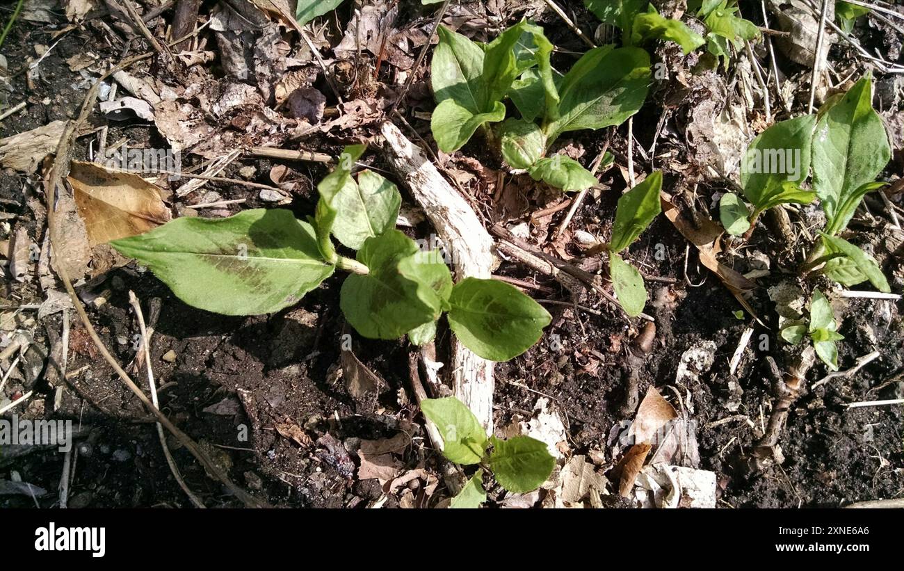 American jumpseed (Persicaria virginiana) Plantae Stock Photo - Alamy