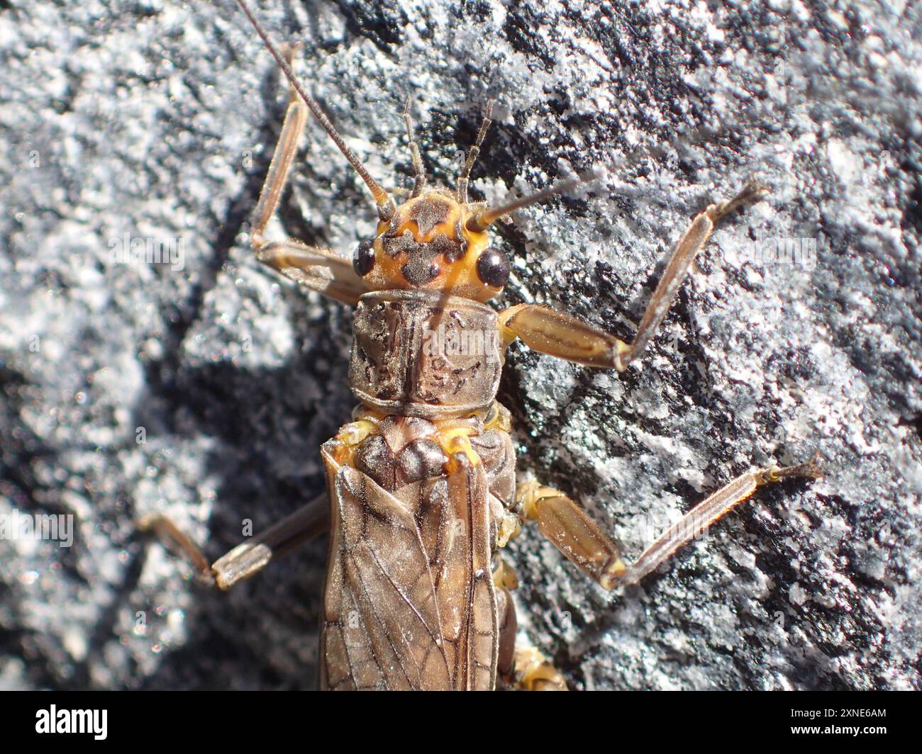 Common Stoneflies (Perlidae) Insecta Stock Photo - Alamy