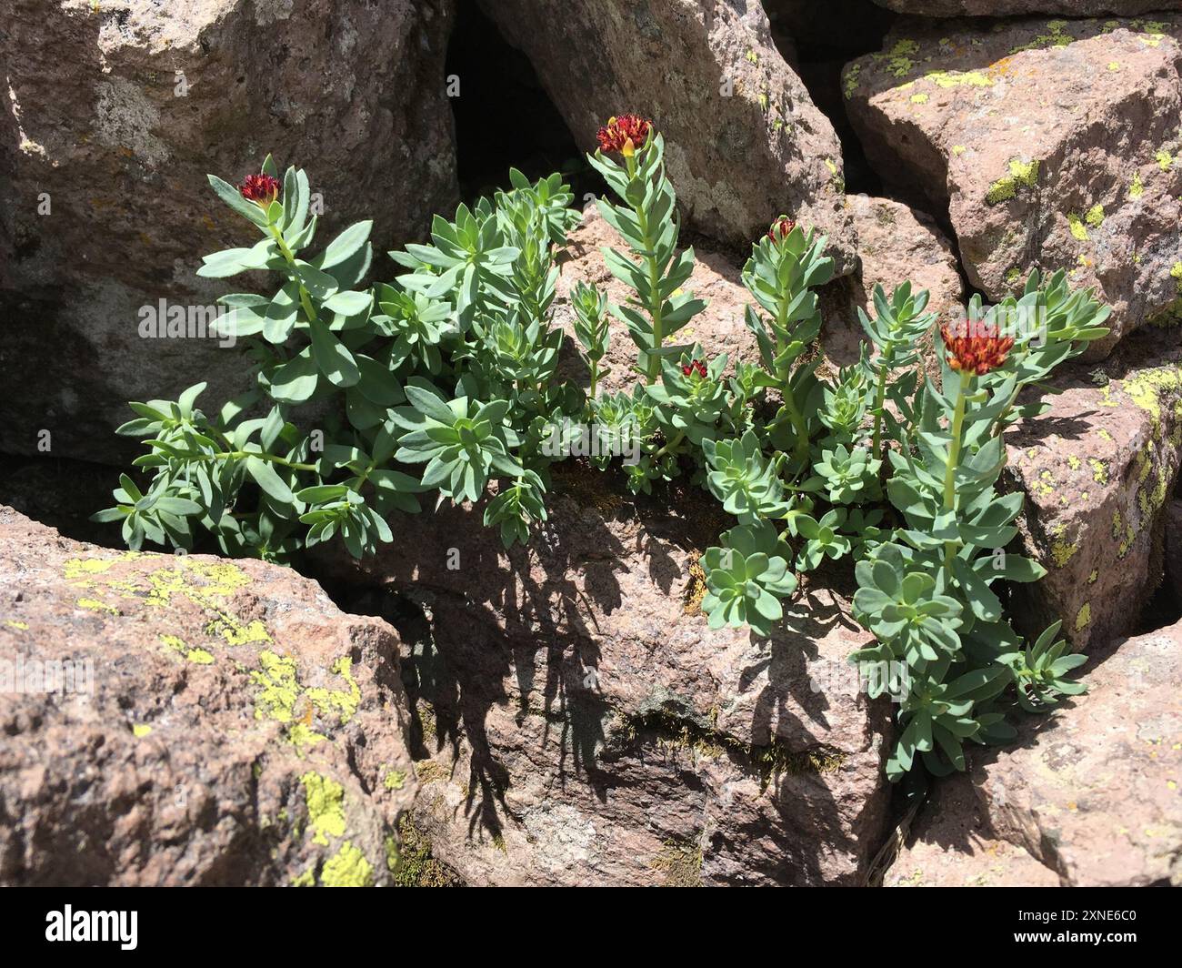 western roseroot (Rhodiola integrifolia) Plantae Stock Photo - Alamy