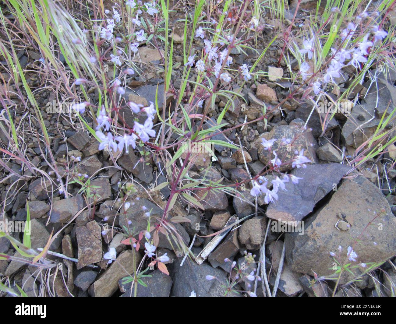 large-flowered tonella (Tonella floribunda) Plantae Stock Photo - Alamy