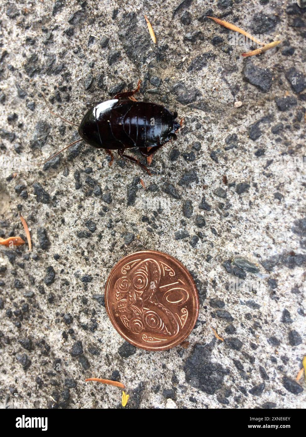 Cockroaches and Termites (Blattodea) Insecta Stock Photo - Alamy