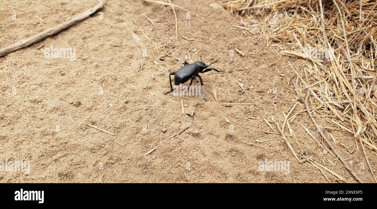 Desert Stink Beetles (Eleodes) Insecta Stock Photo - Alamy