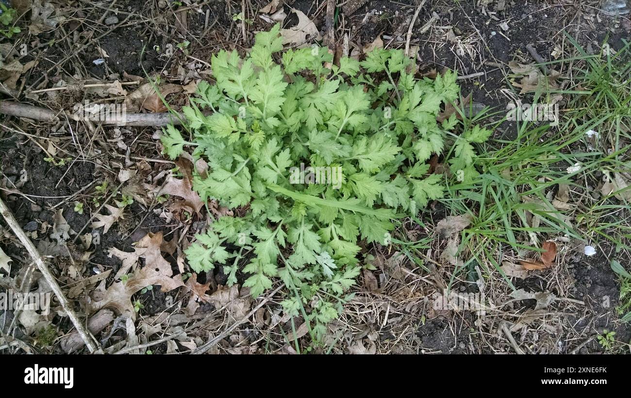 common mugwort (Artemisia vulgaris) Plantae Stock Photo - Alamy
