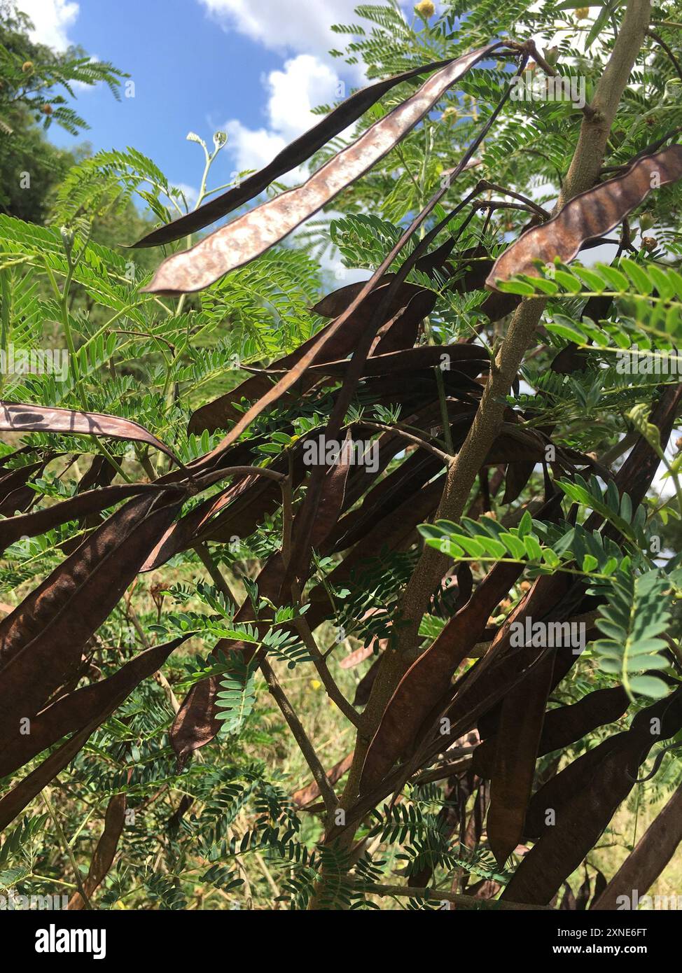 White leadtree (Leucaena leucocephala) Plantae Stock Photo - Alamy