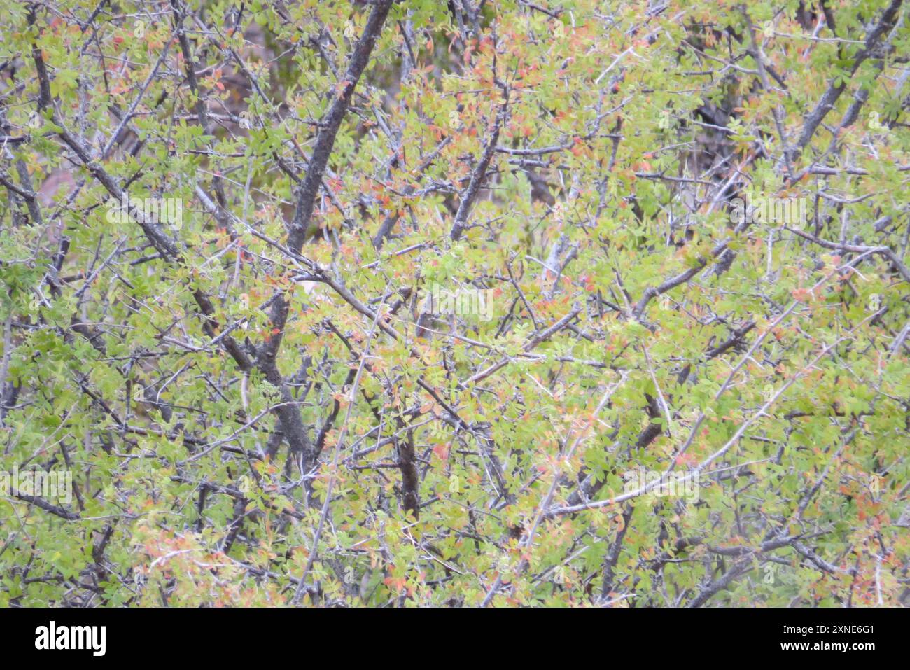 little leaf sumac (Rhus microphylla) Plantae Stock Photo - Alamy