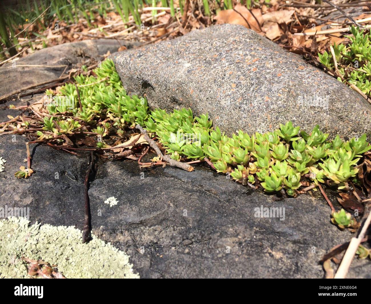 Stringy Stonecrop (Sedum sarmentosum) Plantae Stock Photo - Alamy