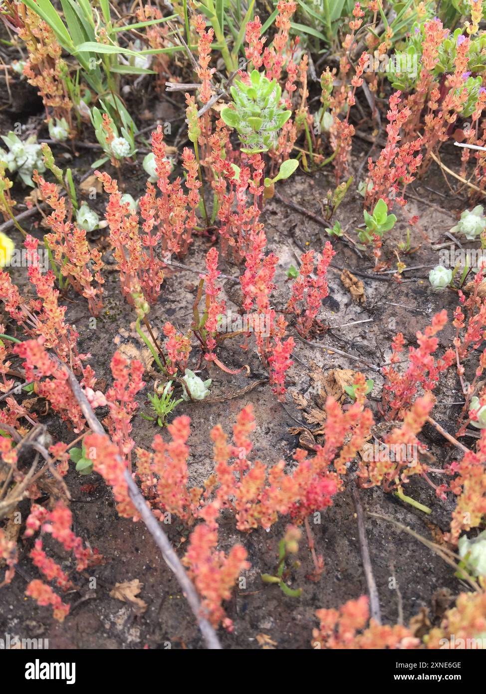 sand pygmyweed (Crassula connata) Plantae Stock Photo - Alamy