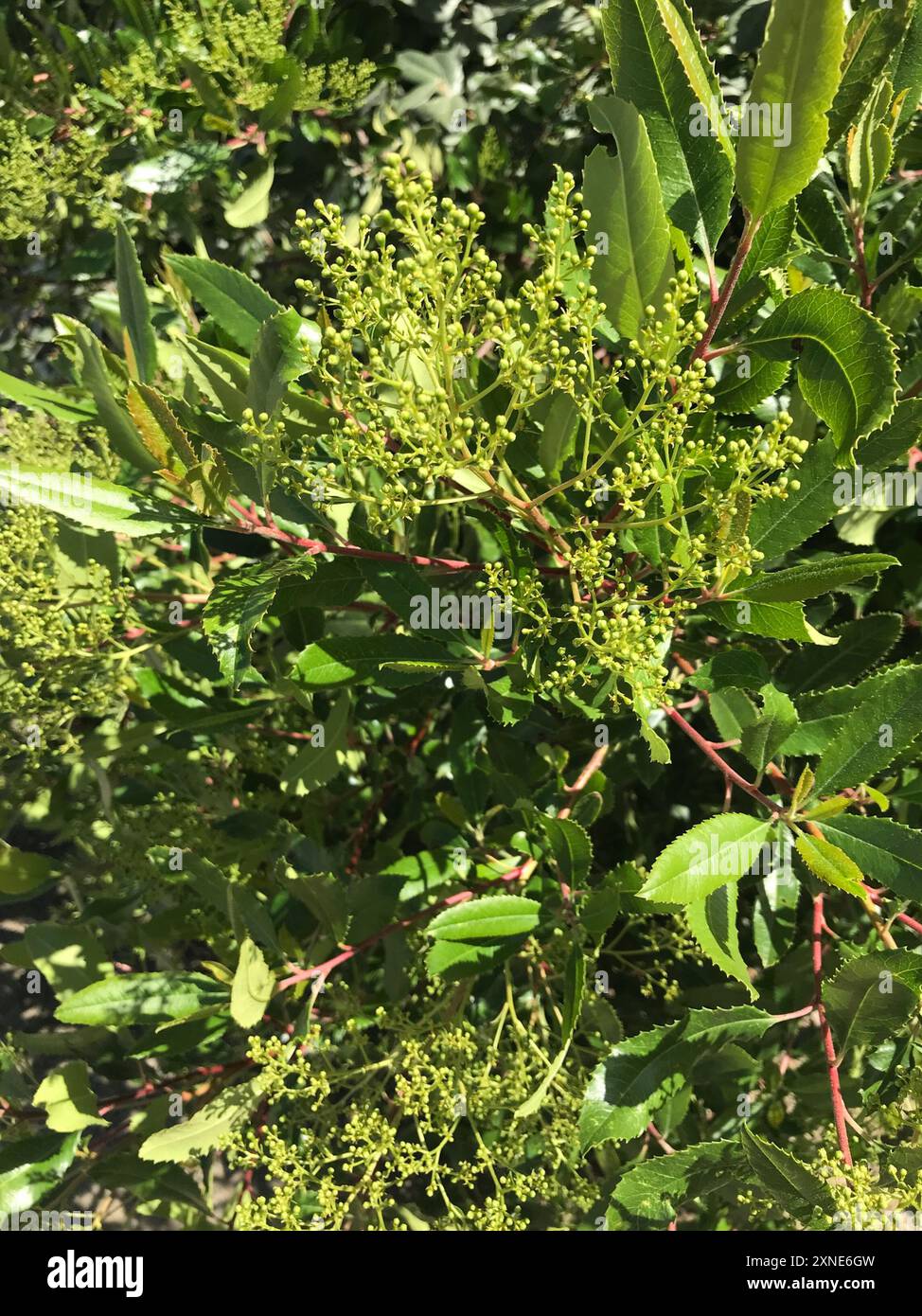 Heteromeles arbutifolia toyon hi-res stock photography and images - Alamy