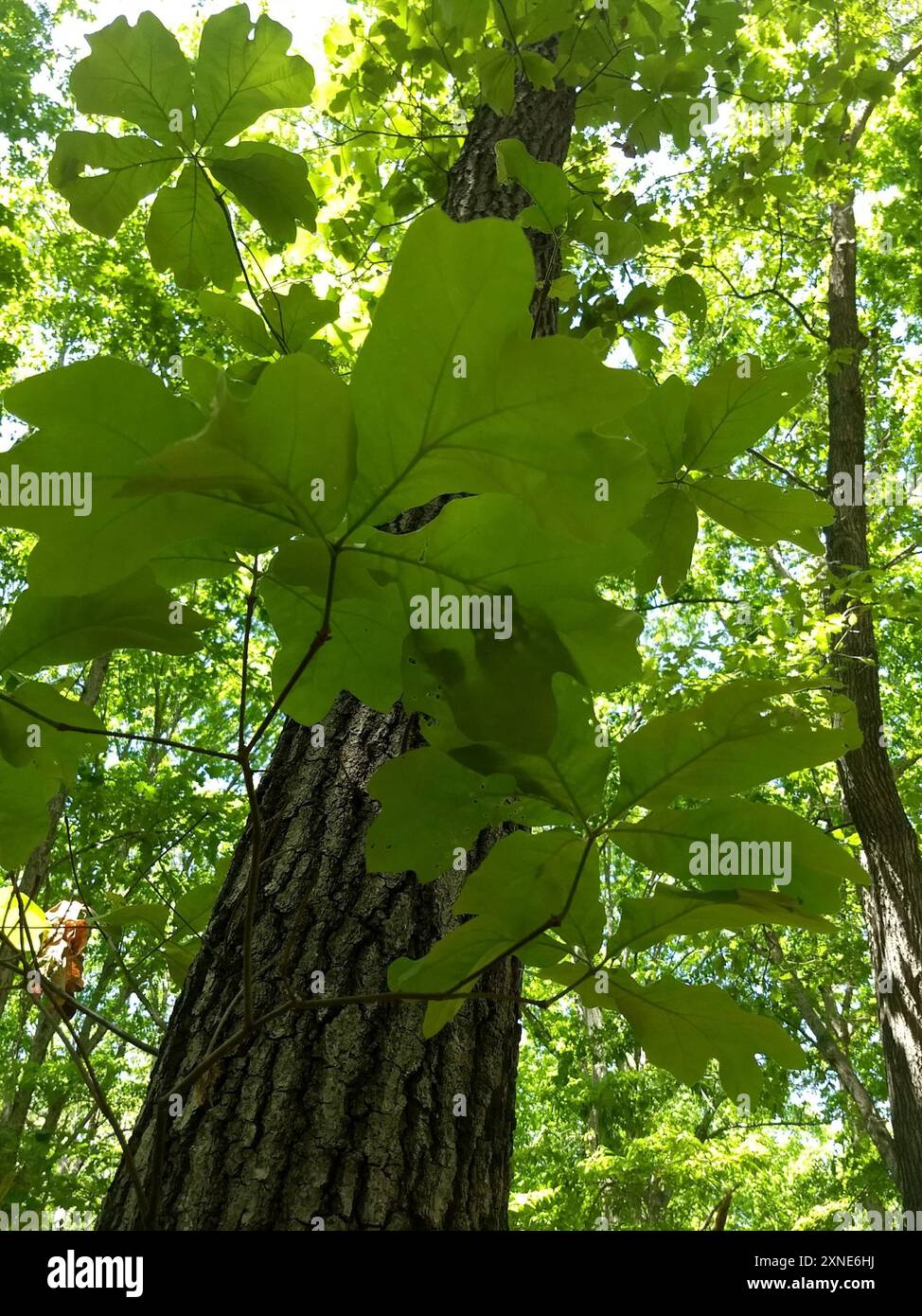 southern red oak (Quercus falcata) Plantae Stock Photo - Alamy