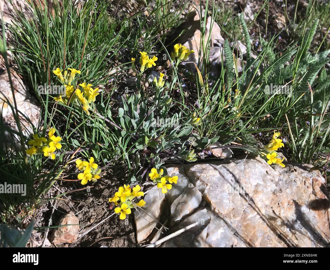 bladderpods (Physaria) Plantae Stock Photo - Alamy
