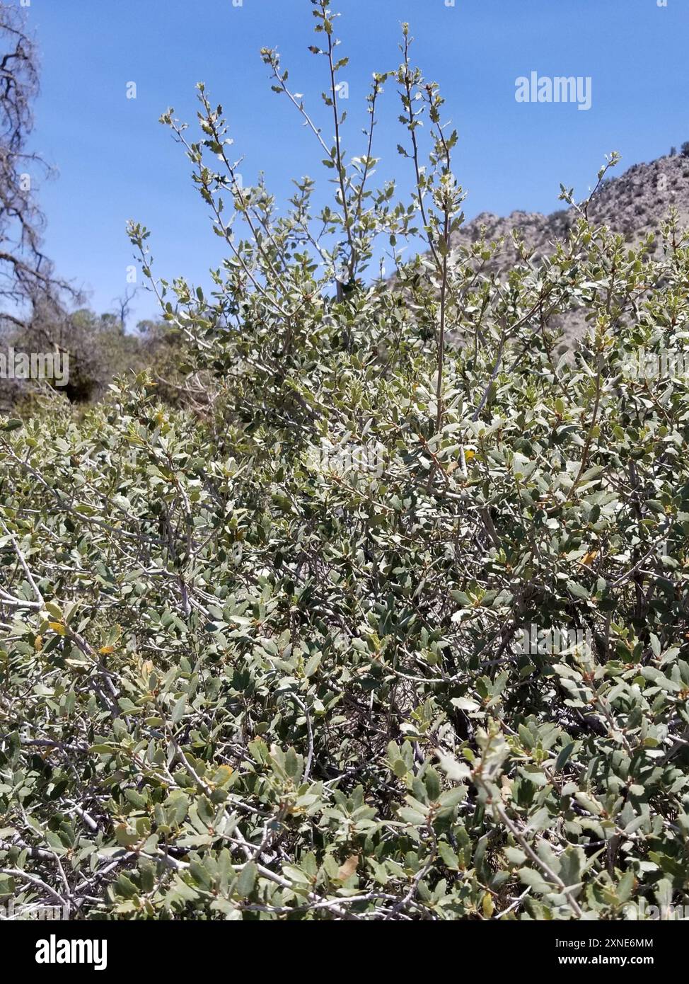 Muller's oak (Quercus cornelius-mulleri) Plantae Stock Photo - Alamy