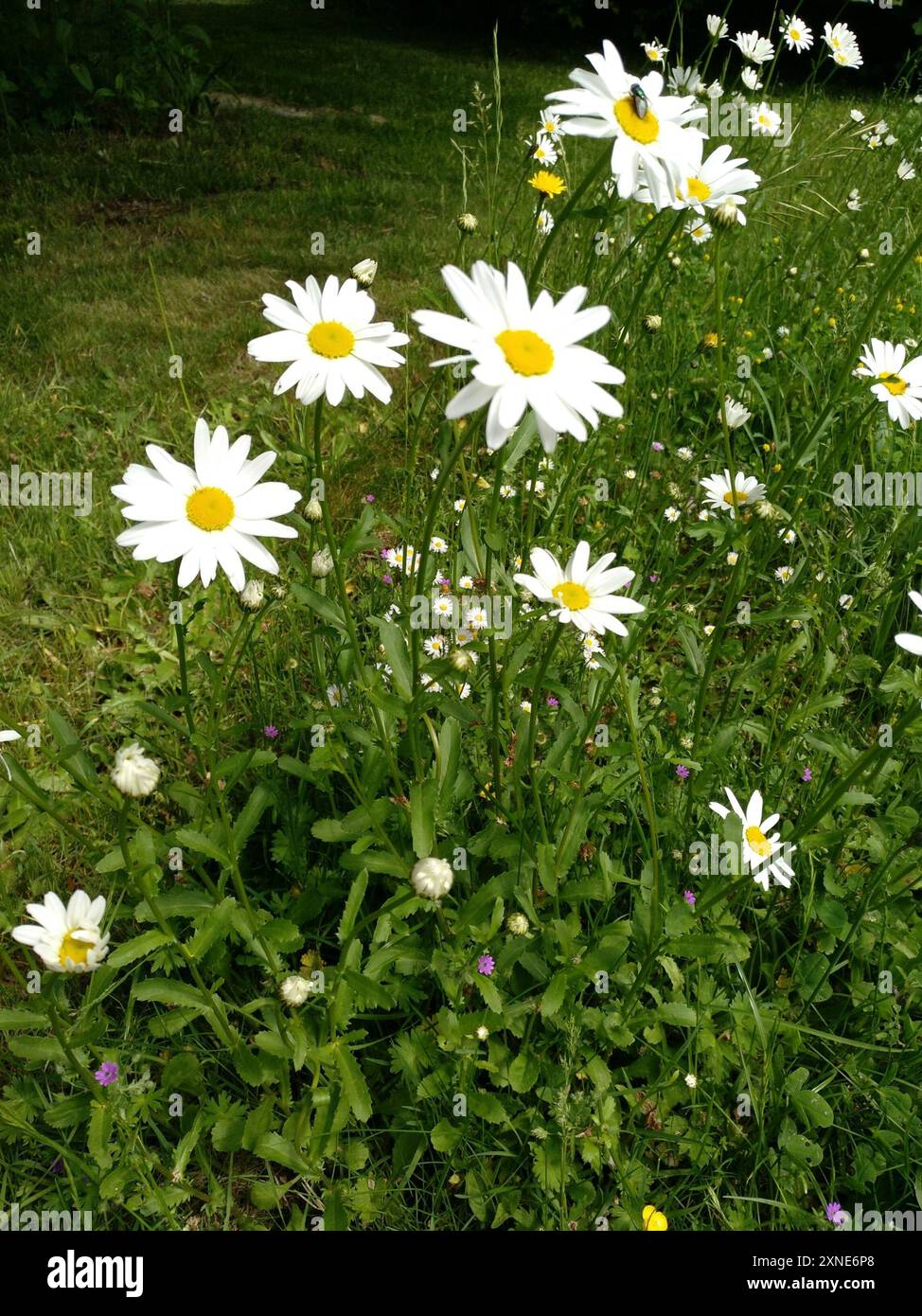 oxeye daisy (Leucanthemum vulgare) Plantae Stock Photo - Alamy