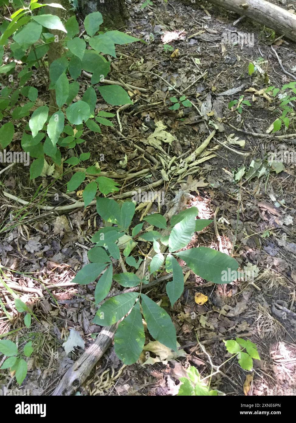 bitternut hickory (Carya cordiformis) Plantae Stock Photo - Alamy
