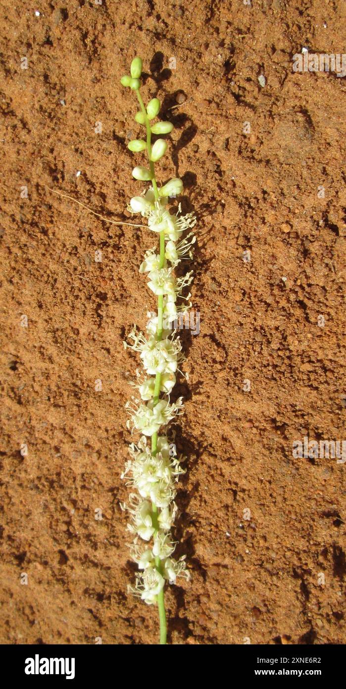 wild syringa (Burkea africana) Plantae Stock Photo - Alamy