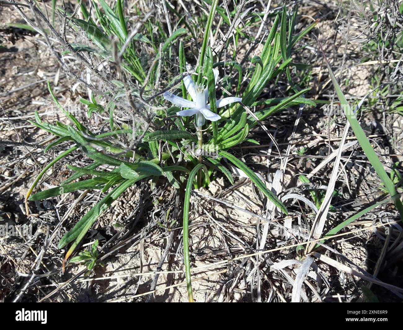 Funnel-Flower (Androstephium coeruleum) Plantae Stock Photo - Alamy