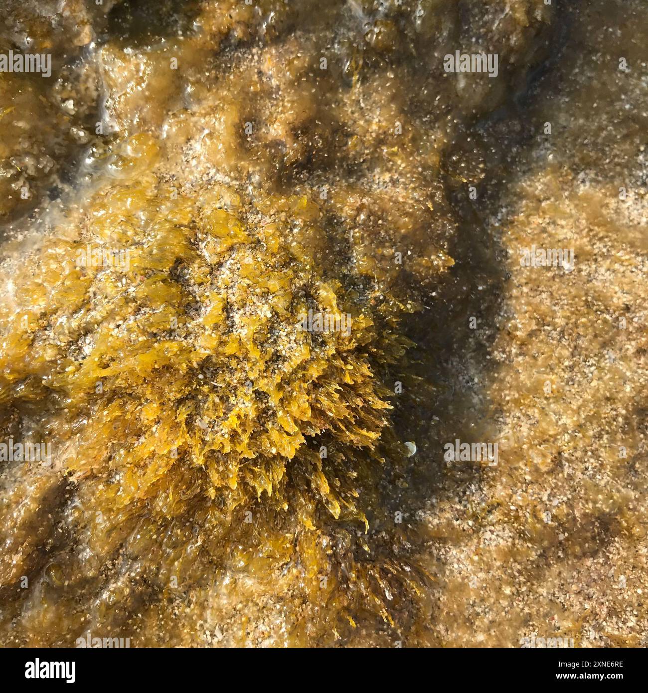 red algae (Rhodophyta) Plantae Stock Photo - Alamy