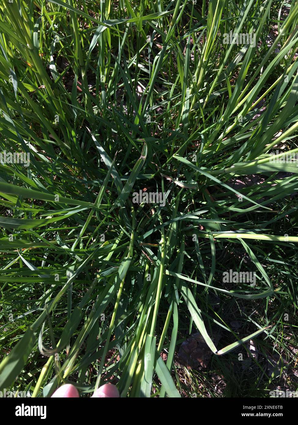 grasses, sedges, cattails, and allies (Poales) Plantae Stock Photo - Alamy