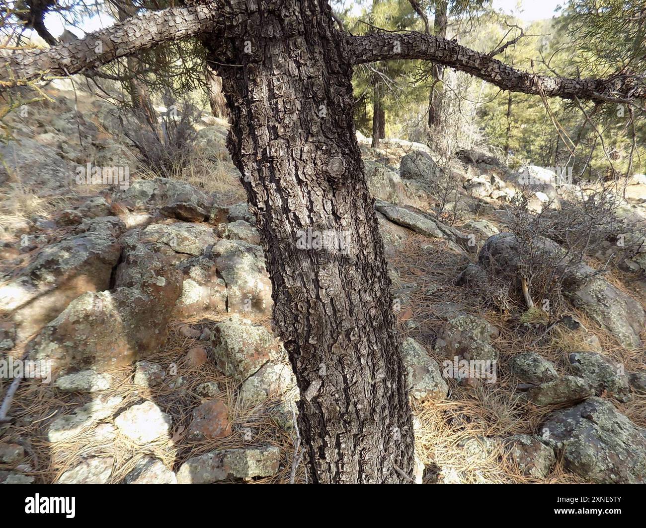 alligator juniper (Juniperus deppeana) Plantae Stock Photo - Alamy