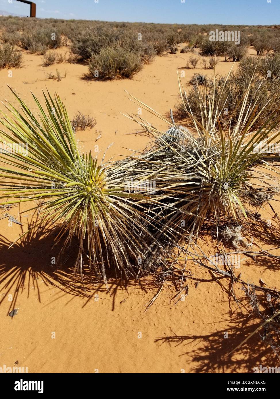 Narrowleaf yucca yucca angustissima hi-res stock photography and images ...