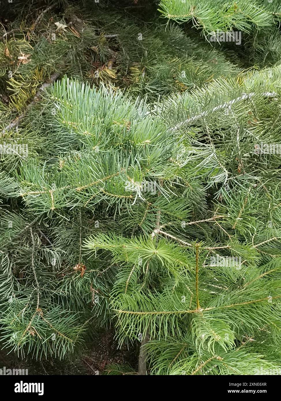 white fir (Abies concolor) Plantae Stock Photo - Alamy