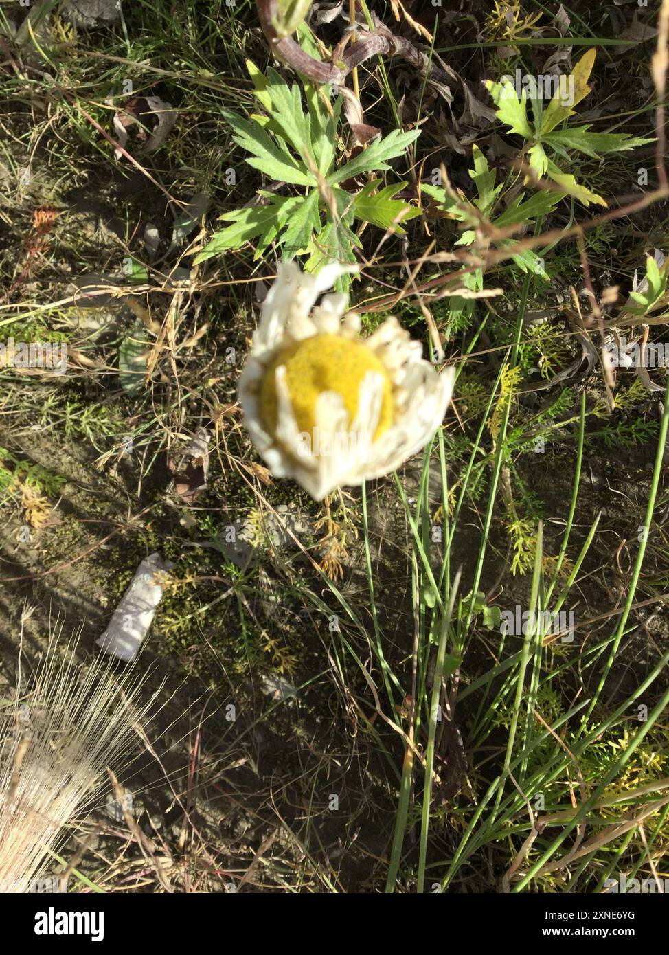 False Chamomile (Tripleurospermum maritimum phaeocephalum) Plantae ...