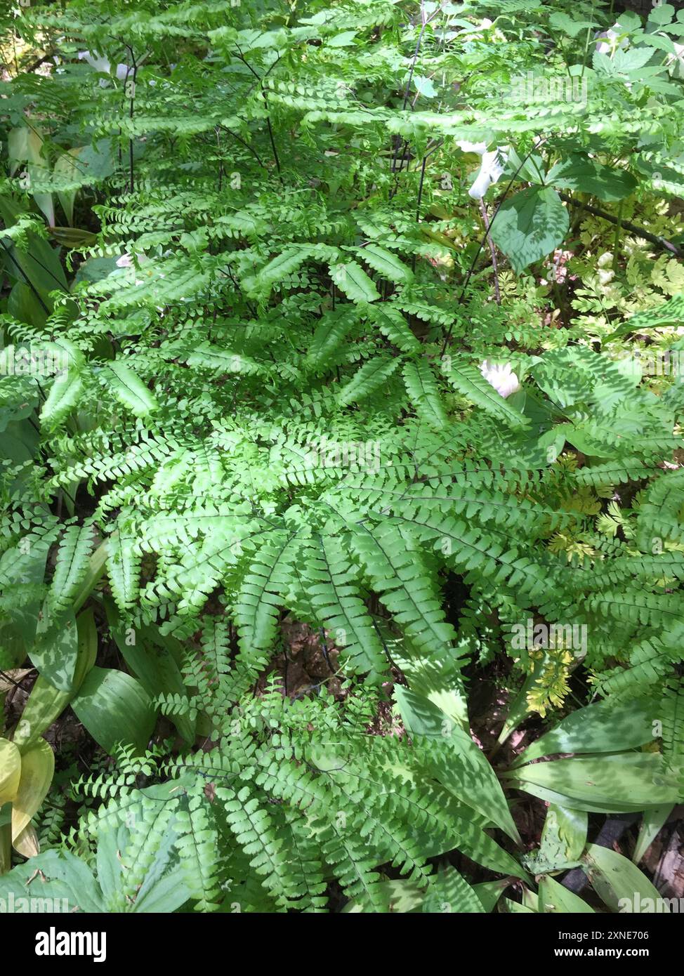 northern maidenhair fern (Adiantum pedatum) Plantae Stock Photo - Alamy
