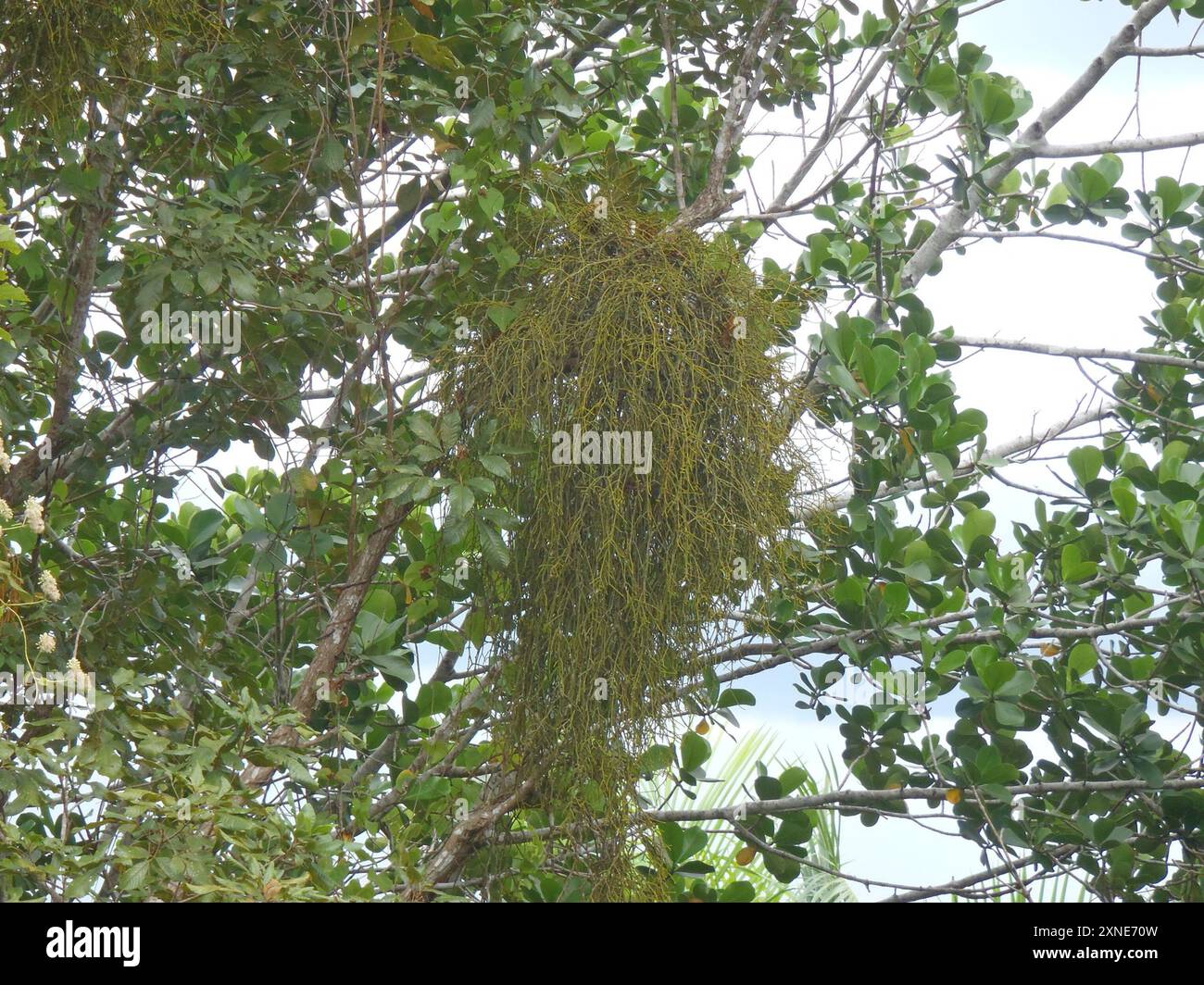 Mistletoe Cactus (Rhipsalis baccifera) Plantae Stock Photo - Alamy