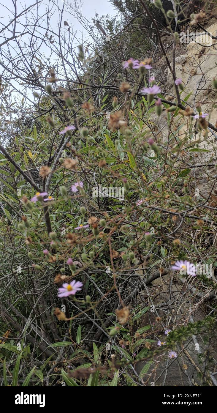 California Aster (Corethrogyne filaginifolia) Plantae Stock Photo - Alamy