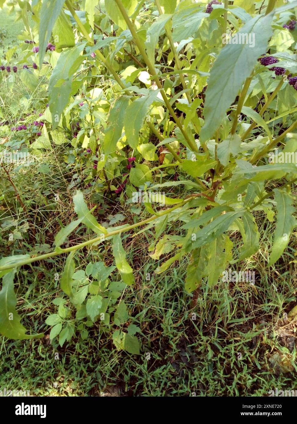 American burnweed (Erechtites hieraciifolius) Plantae Stock Photo - Alamy