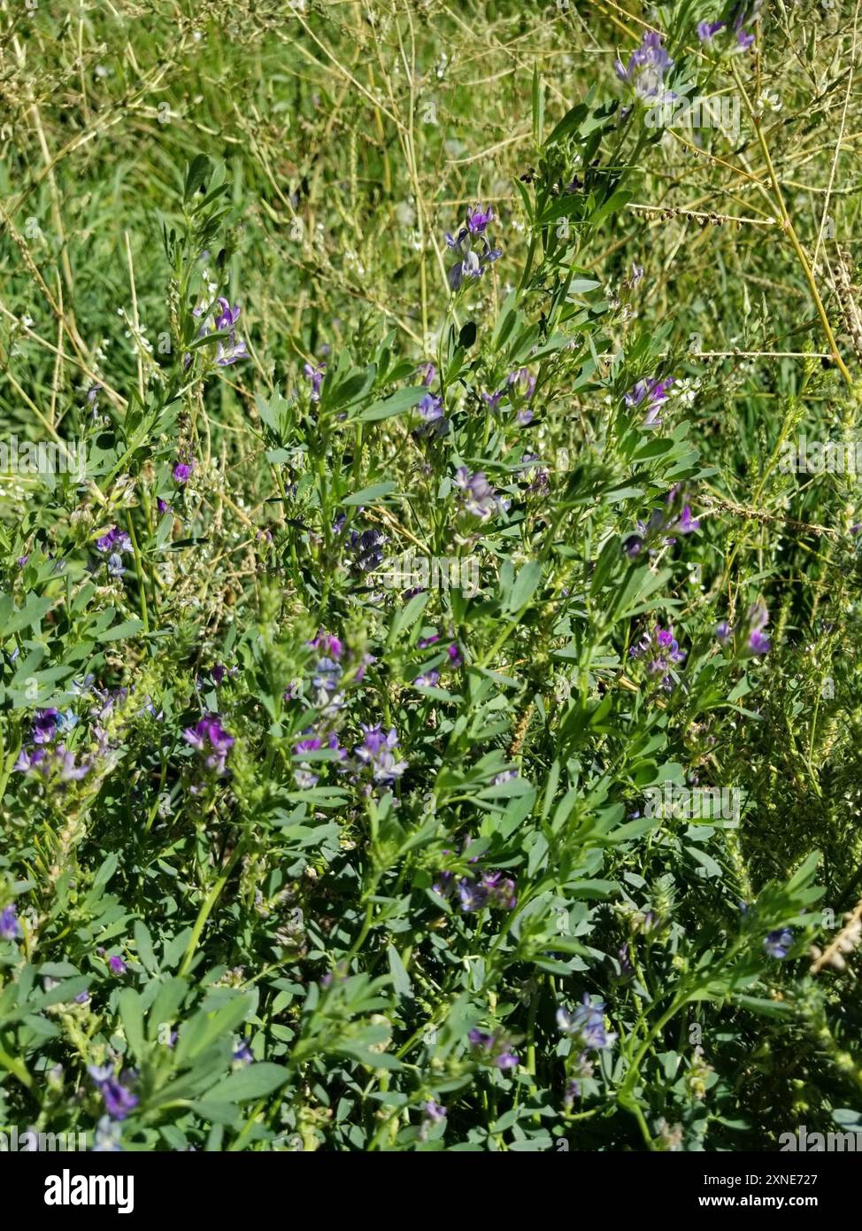 Alfalfa (Medicago sativa) Plantae Stock Photo - Alamy