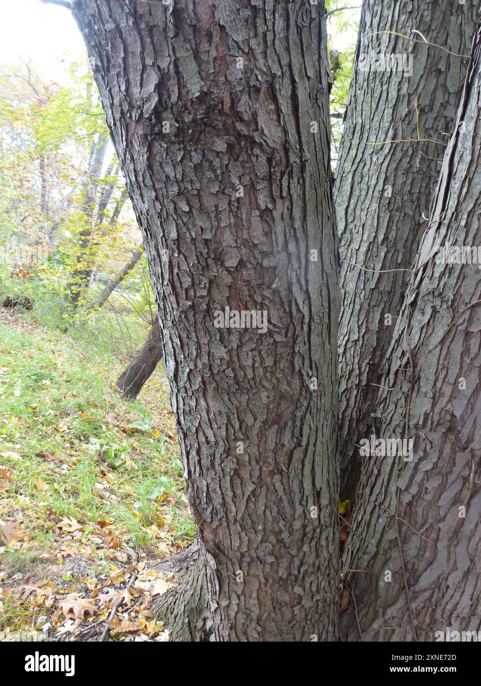 Norway maple (Acer platanoides) Plantae Stock Photo - Alamy