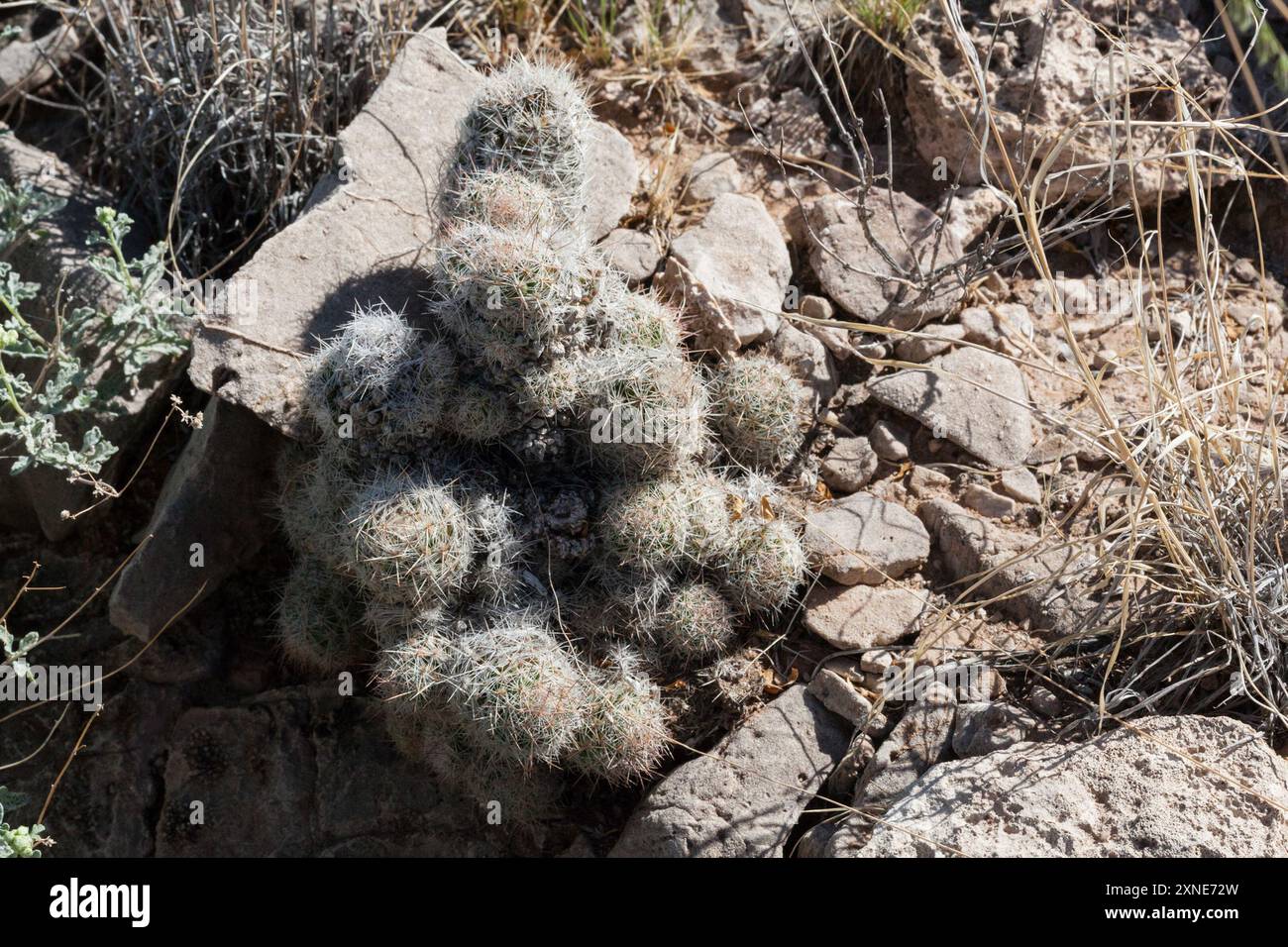 Whitecolumn Foxtail Cactus (Escobaria tuberculosa) Plantae Stock Photo ...