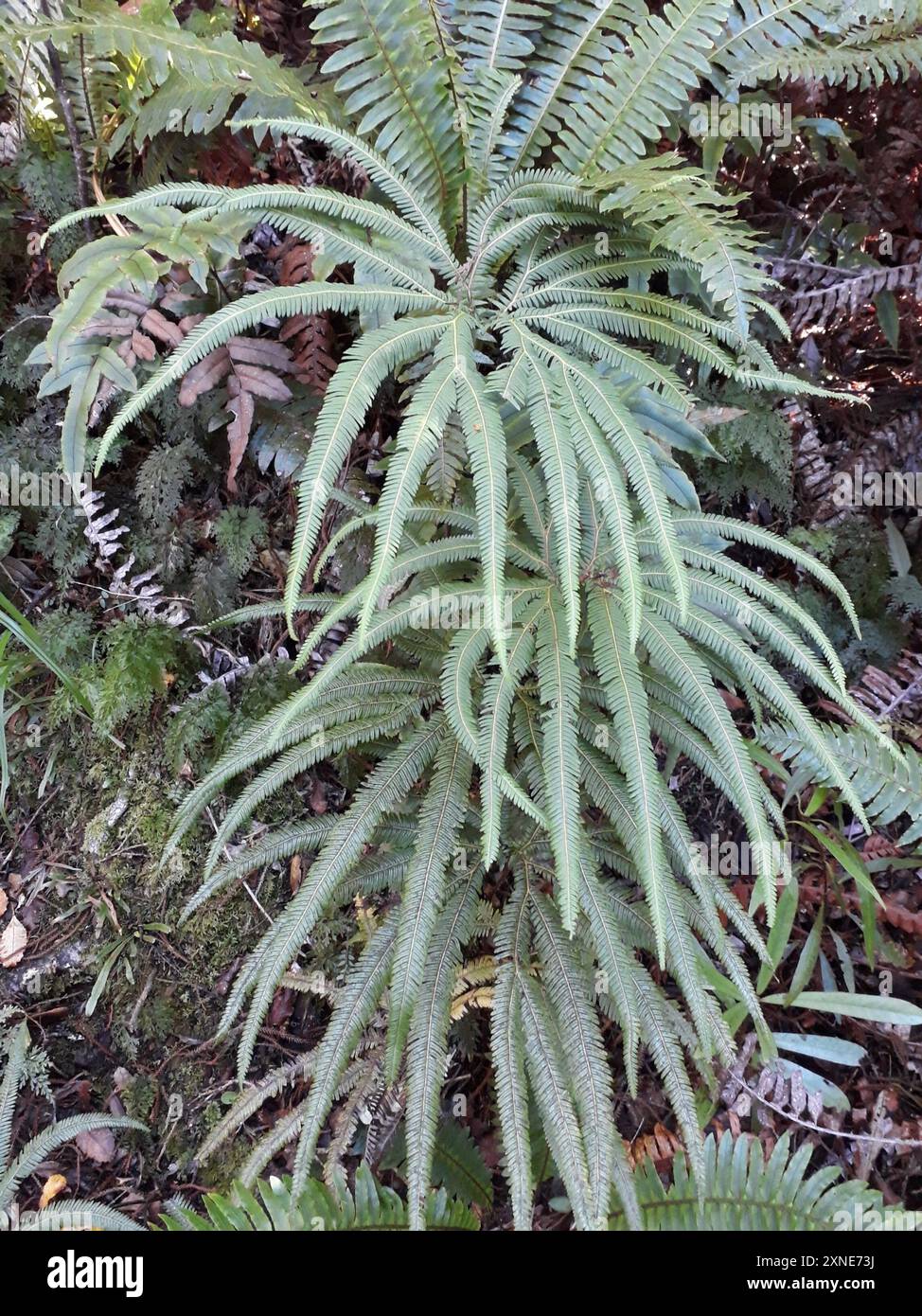 Umbrella fern (Sticherus cunninghamii) Plantae Stock Photo - Alamy